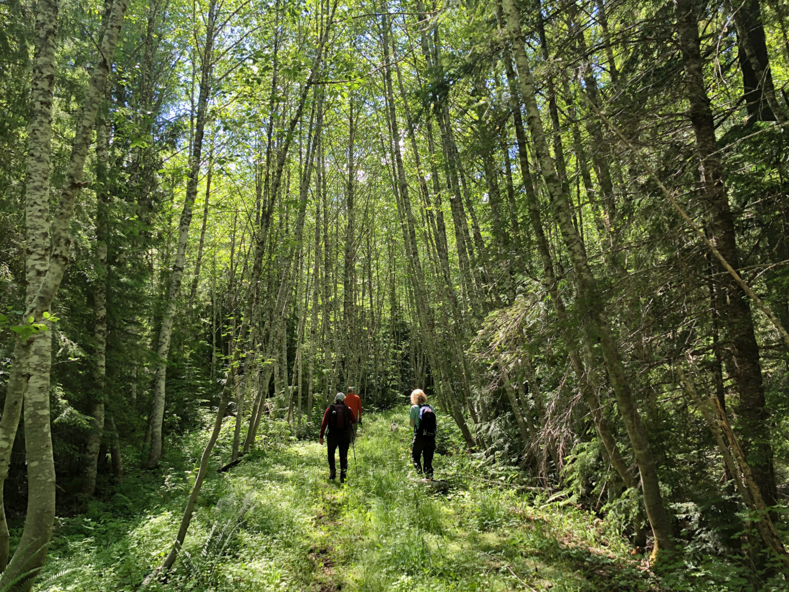 THE IMPACTS OF FOREST ROADS & THE IMPORTANCE OF PROTECTING ROADLESS ...