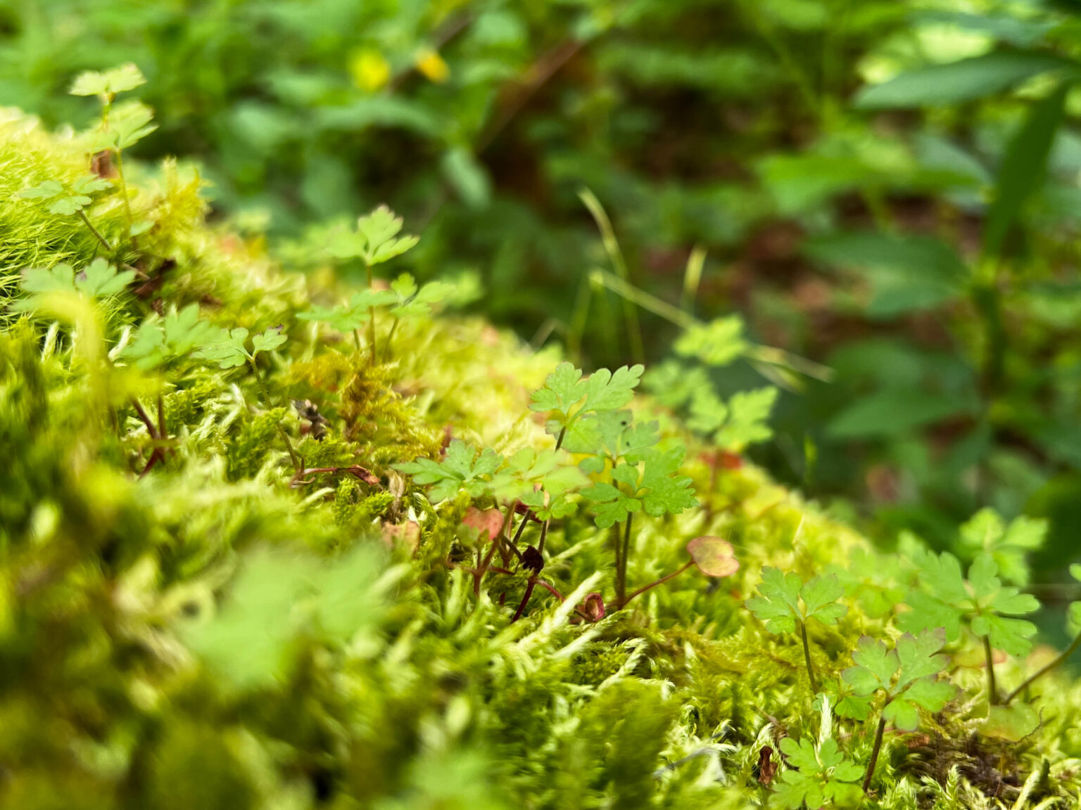 Home - Cascade Forest Conservancy