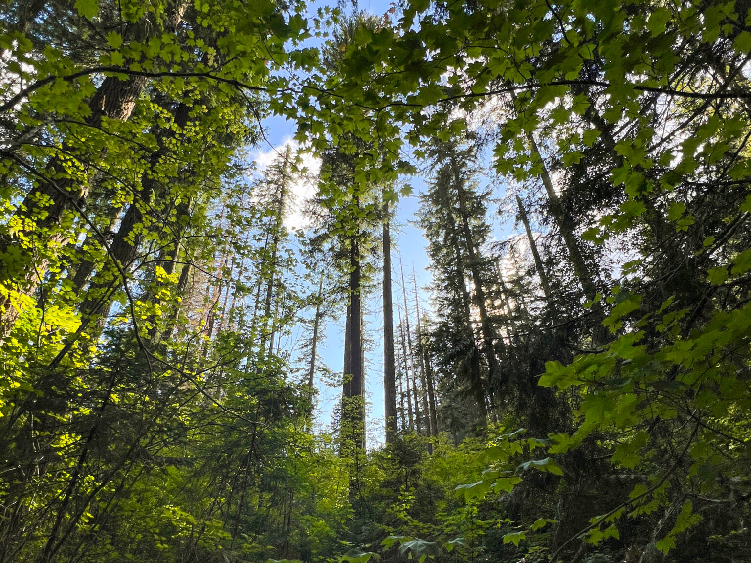 DID TRUMP REALLY DISMANTLE THE FOREST SERVICE? NO. HERE IS WHAT’S ...